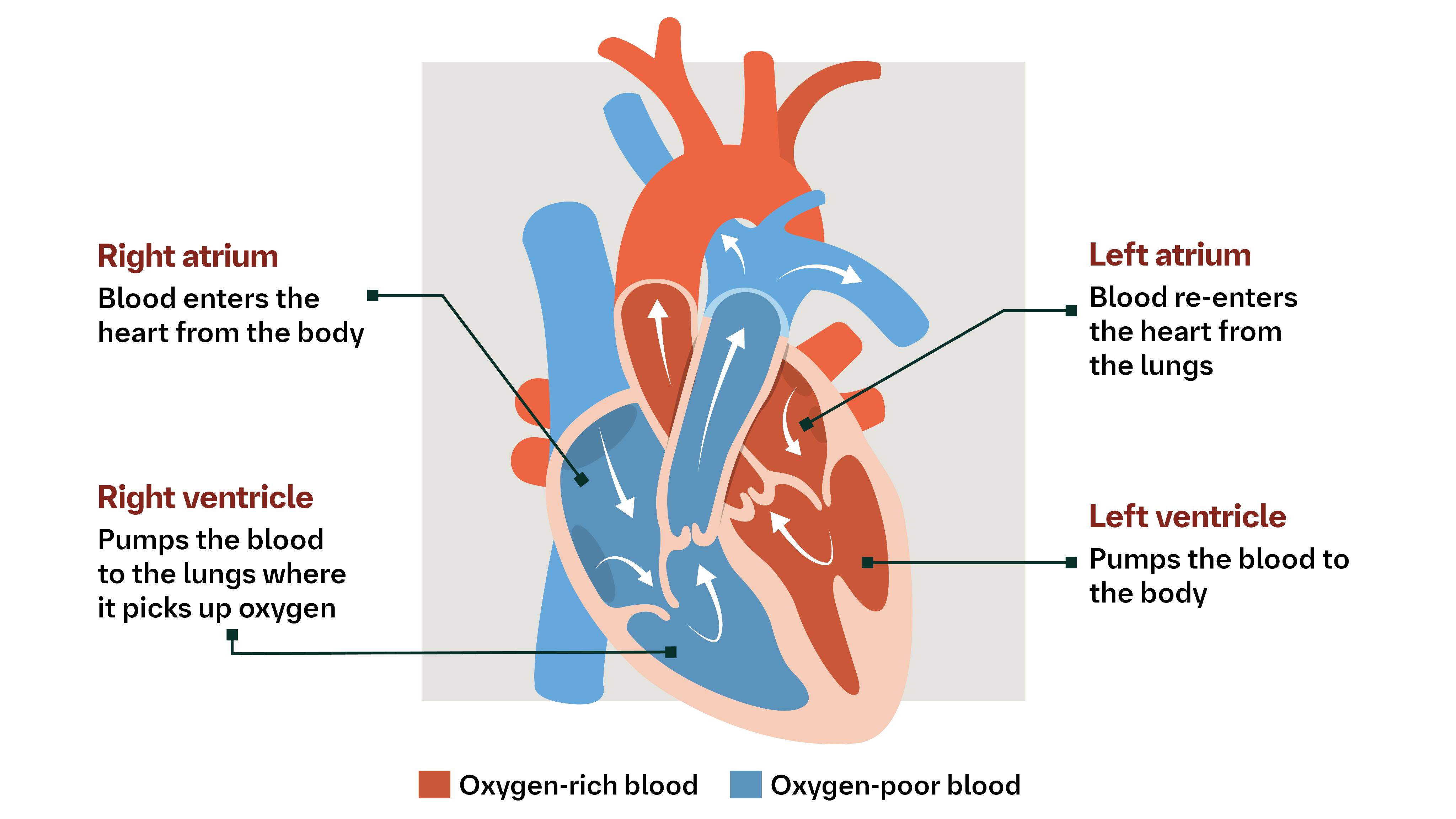 Heart disease | Types | Heart failure – Itsconnected.ca